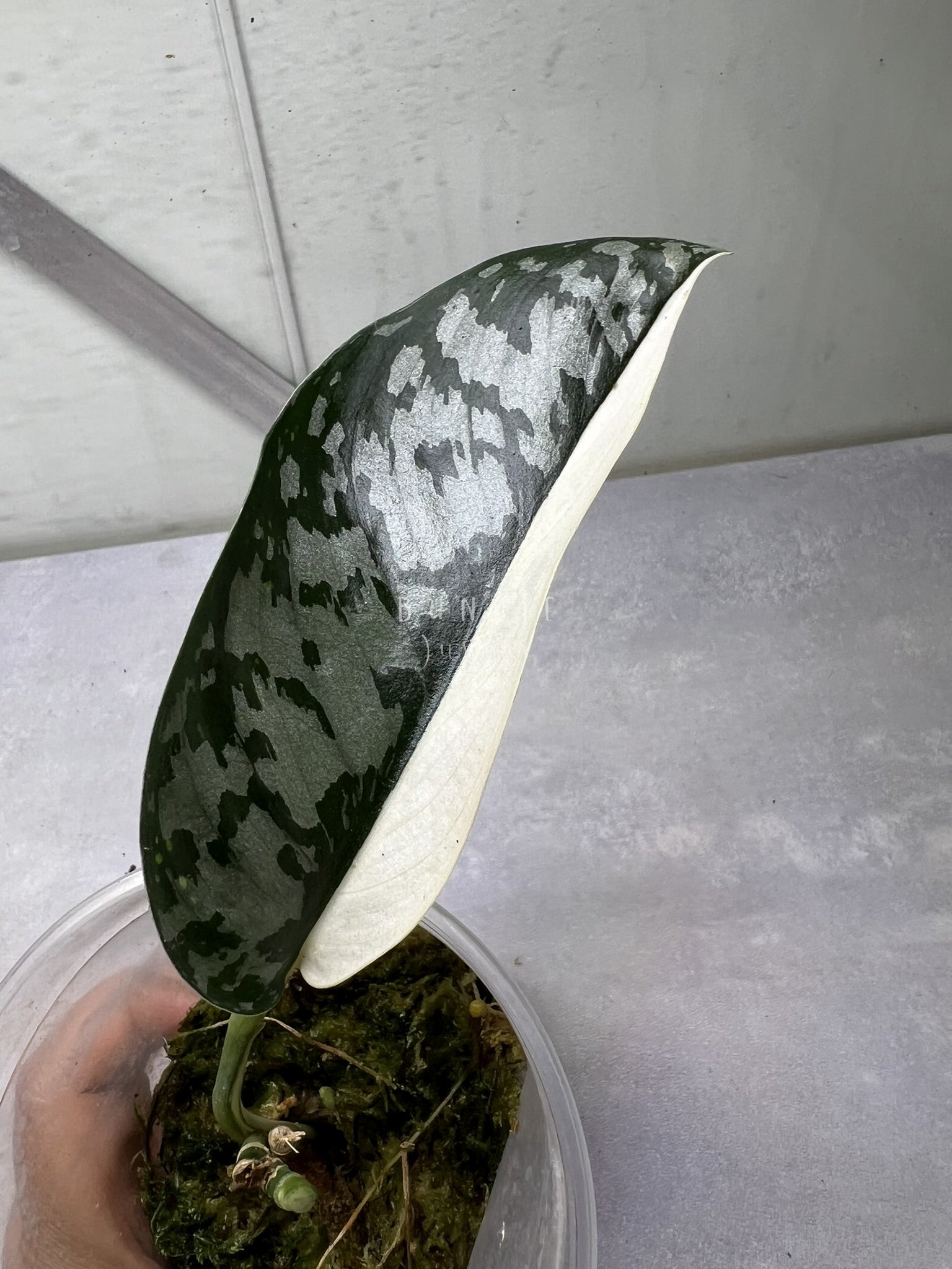 Scindapsus Lakambini "RARE" – Bunniejungle