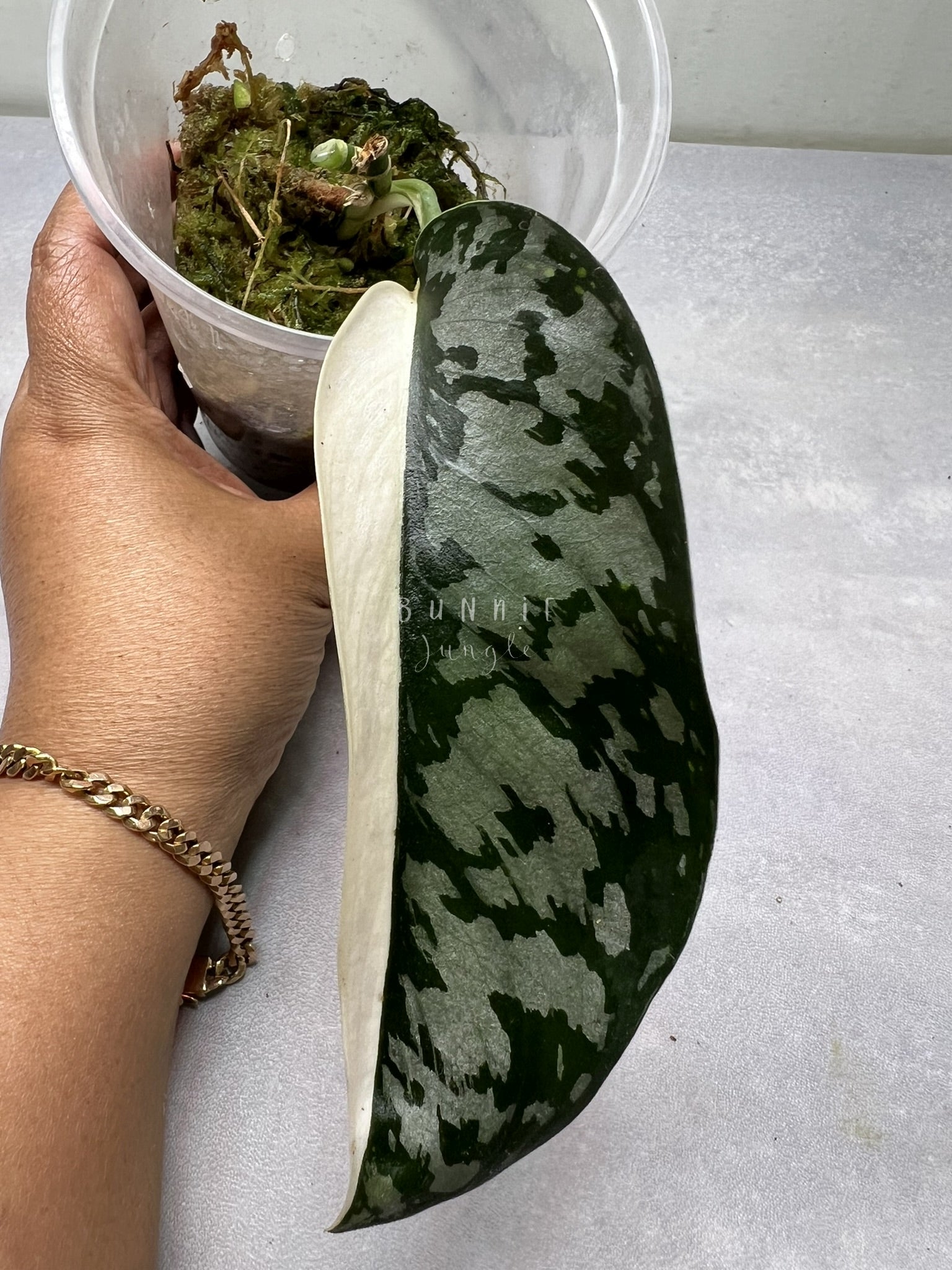 Scindapsus Lakambini "RARE" – Bunniejungle