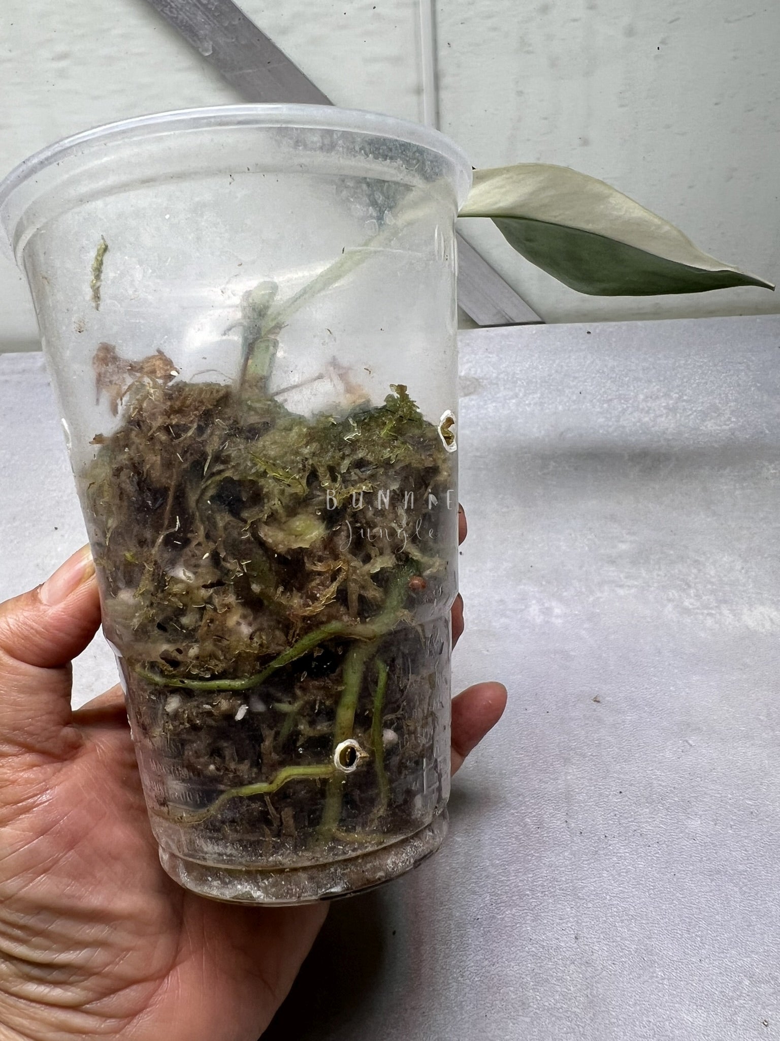 Scindapsus Lakambini "RARE" – Bunniejungle