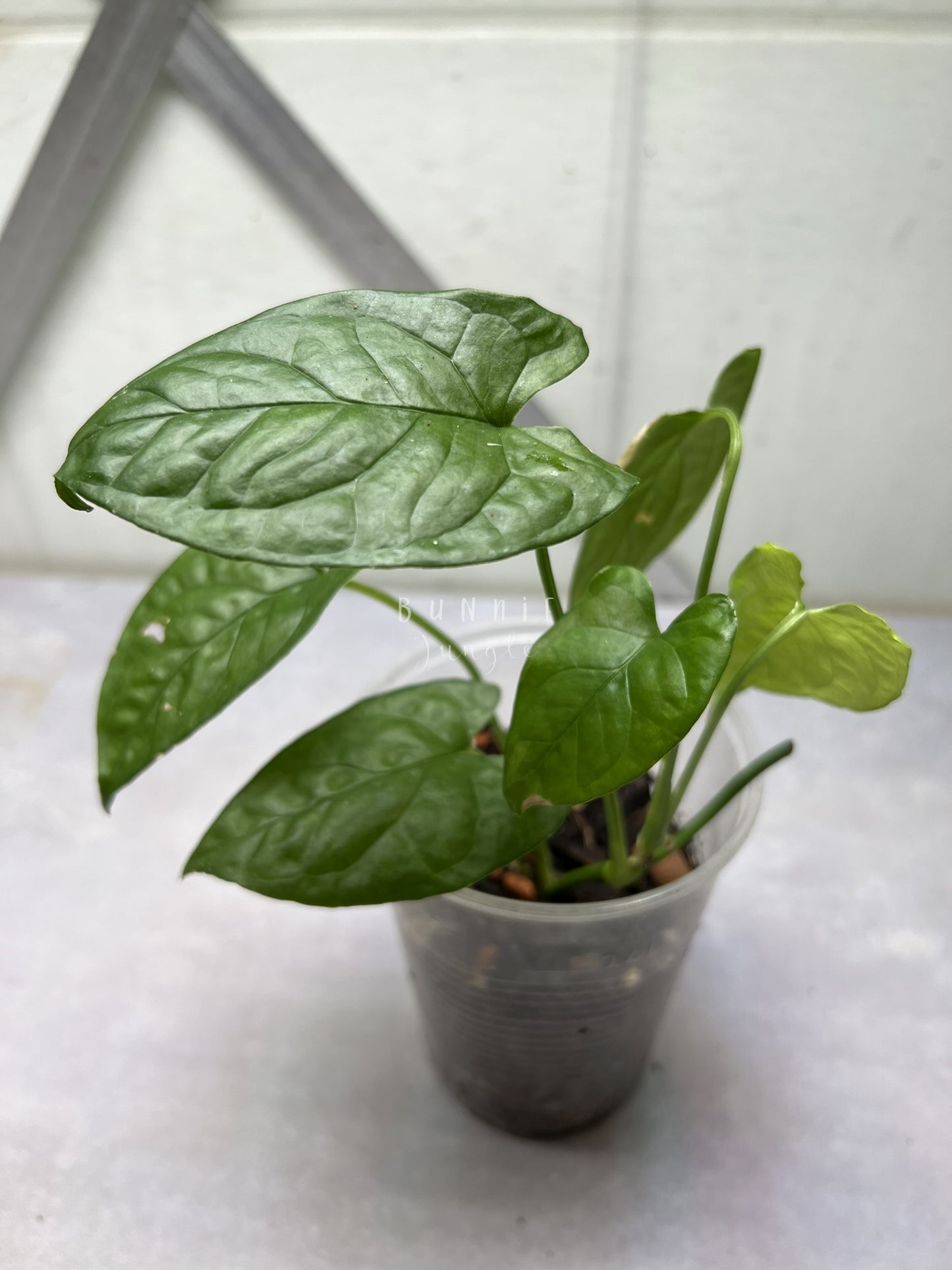 Scindapsus Lakambini "RARE" – Bunniejungle